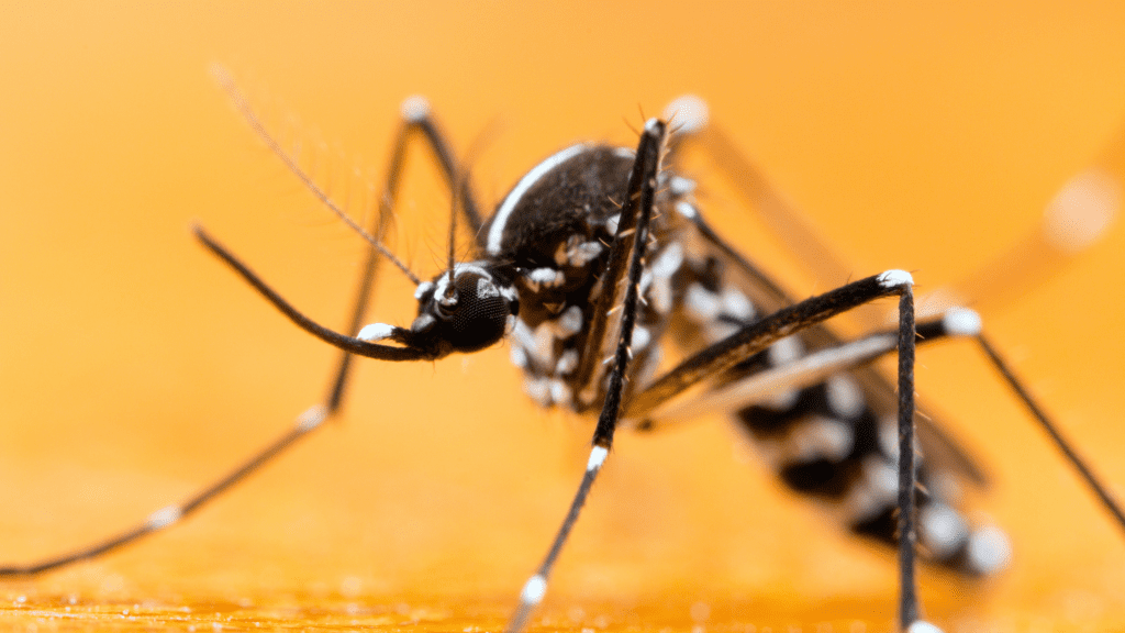 Yellow Fever: Symptoms and vaccines