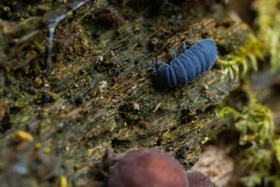 A new method for predicting the functioning of ecosystems - Pasteur ...